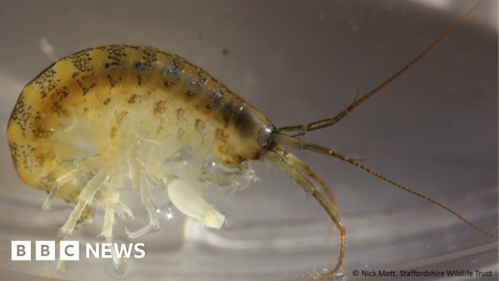 Demon shrimp found in Staffordshire's River Churnet - BBC News