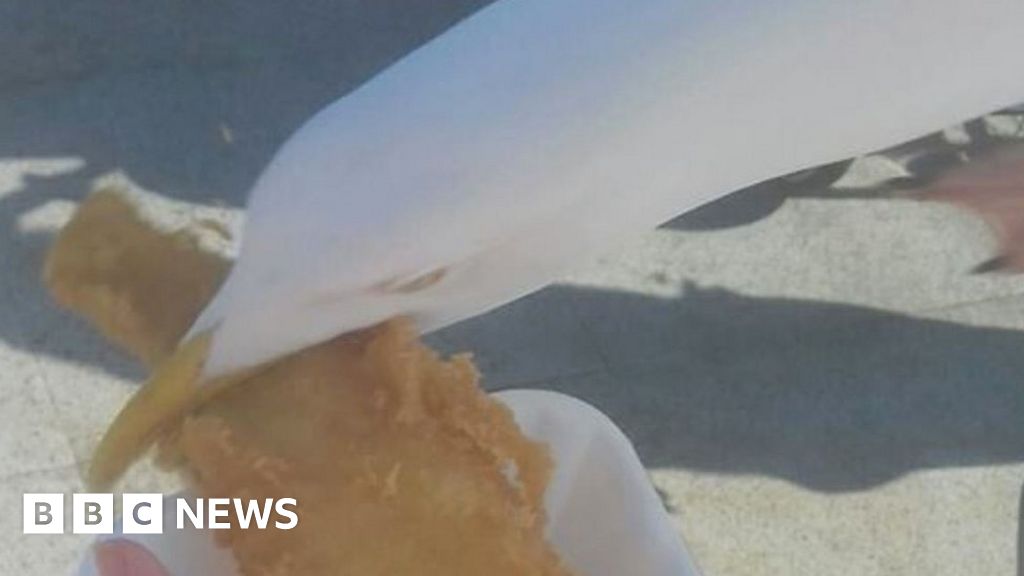 Oh my cod: 'Seagull mugging' caught on camera - BBC News