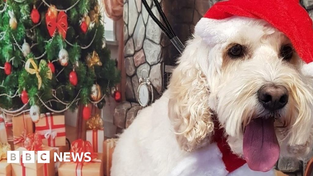 Santa Claus grotto dedicated to dogs opens in Derby - BBC News