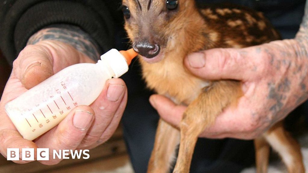 Dead doe's fawn saved by roadside Caesarean in Cromer - BBC News
