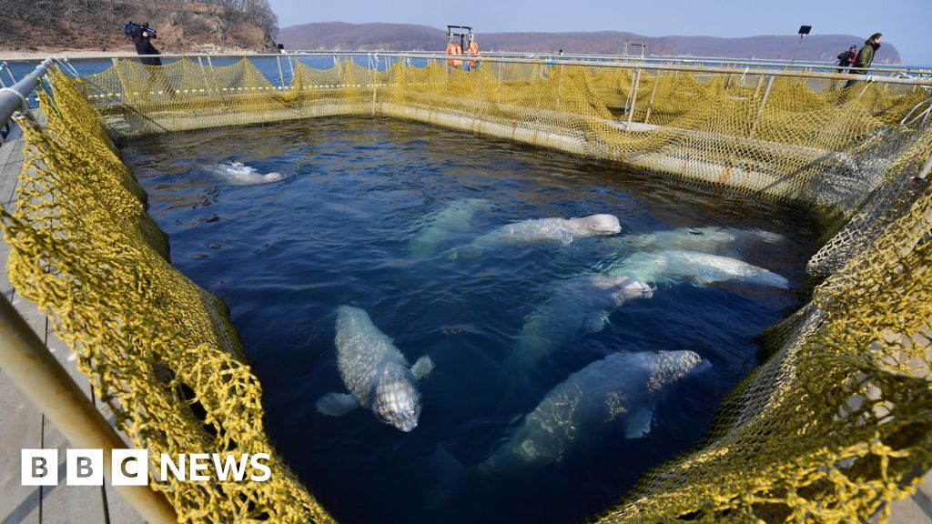 Russia fines 'whale jail' company White Whale