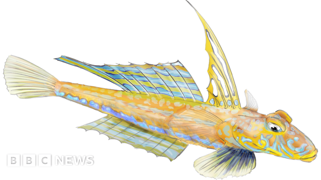 River Foyle: What lives in the water? - BBC News