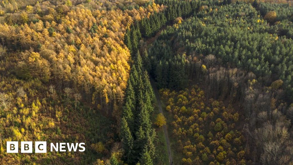 General election 2019: Labour promises to plant two billion trees by ...