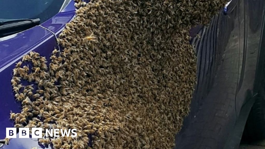 Thousands of bees swarm into car in Hull - BBC News