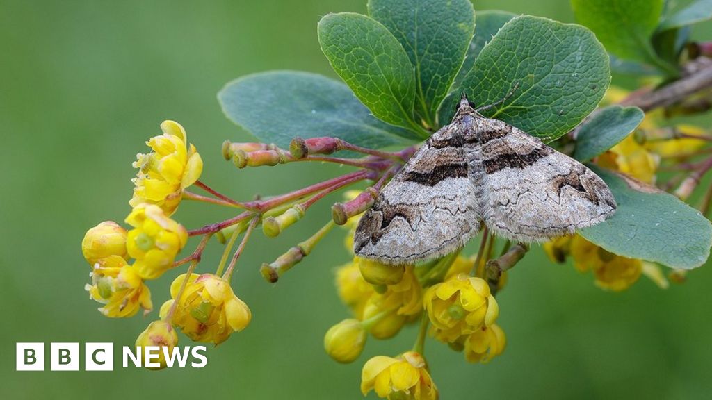 Endangered moth sees resurgence in Blandford Forest