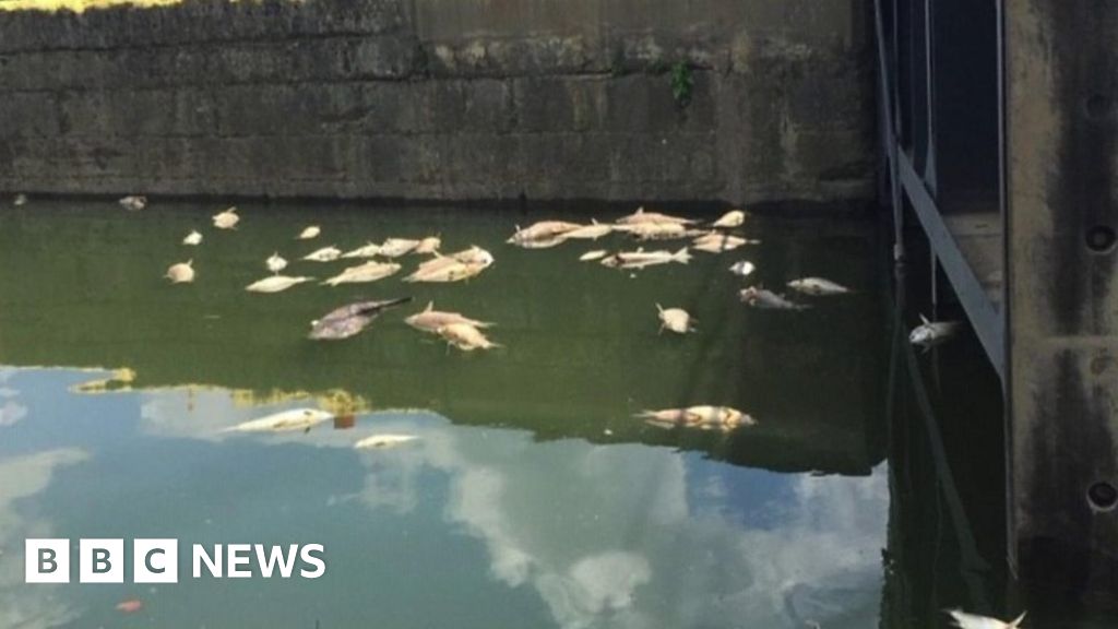 Thousands of fish killed following Jim Beam warehouse fire - BBC News