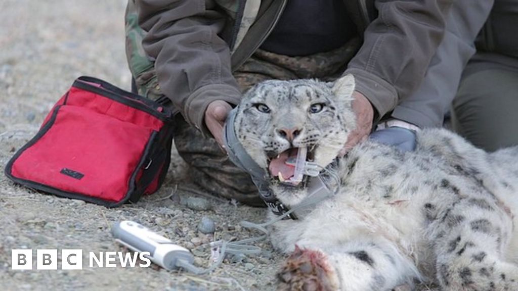 Tracking and protecting Mongolia's snow leopard - BBC News
