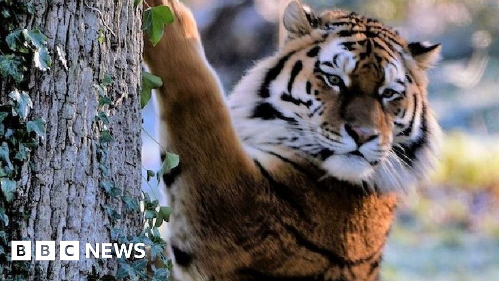 Stunning Amur tiger settling in well, Blackpool Zoo director says - BBC News