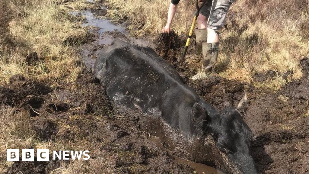Firefighters help to rescue cow from bog on Skye - BBC News