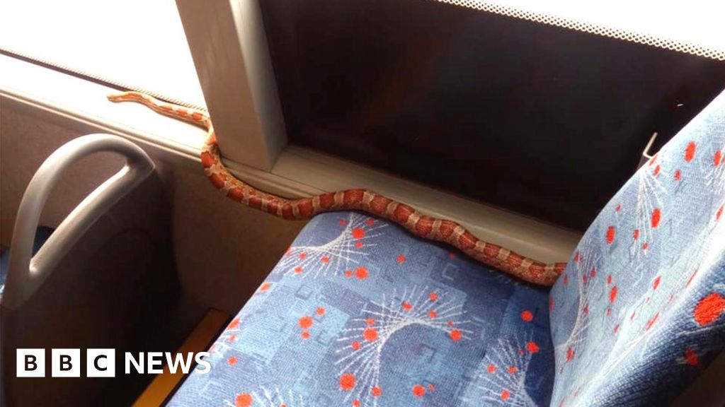 Forget the plane, this snake's on a bus... in Paisley - BBC News