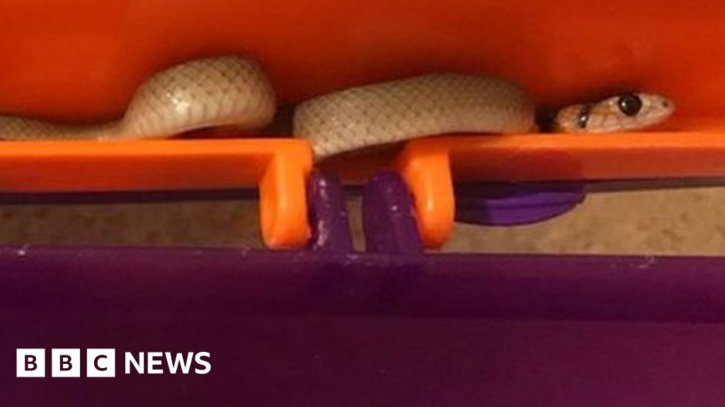 Venomous snake turns up in Australian lunchbox - BBC News