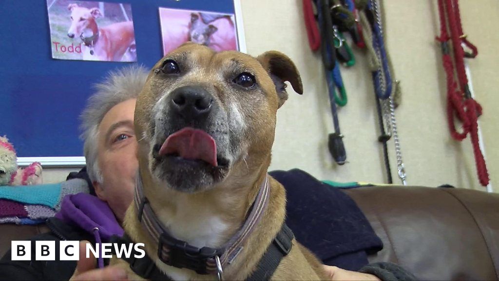 Harrison the dog re-homed after five year wait - BBC News
