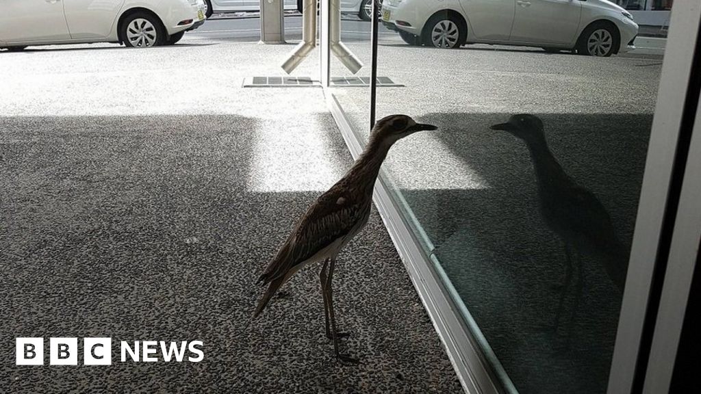 Narcissistic Bird Wins Internet Fans In Australia Bbc News