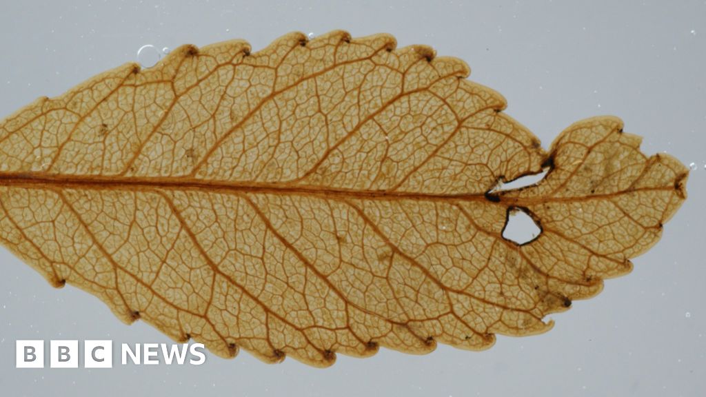 'Mummified' plants give glimpse of Earth's future