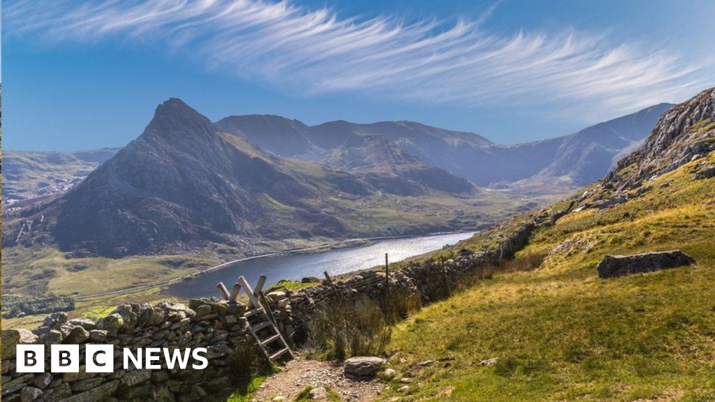 Snowdonia Hawkweed: 'One of most threatened in the world' - BBC News