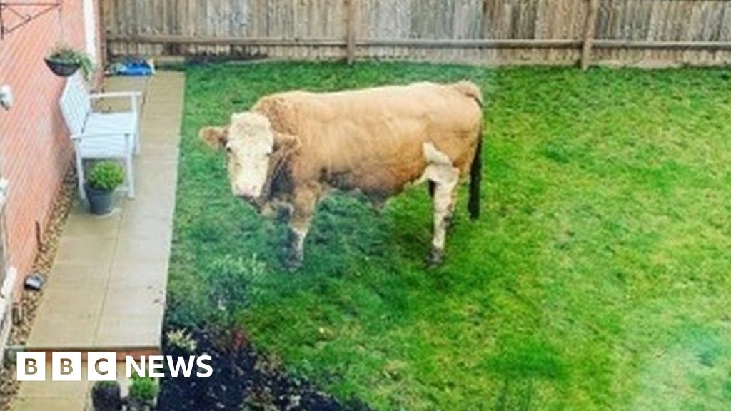 Woman awakes to find bull in back garden - BBC News