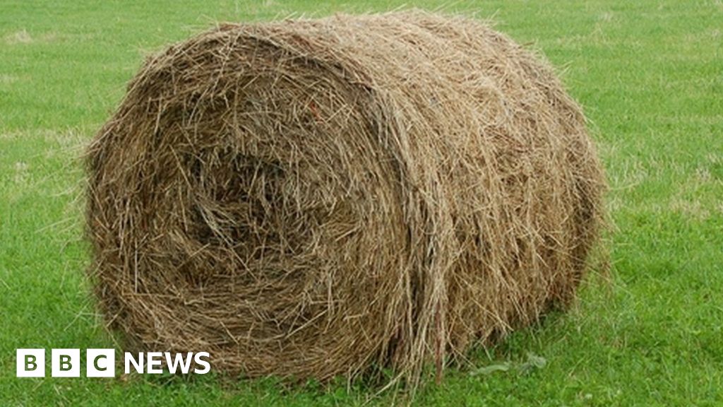 Emergency straw deliveries for Westray farmers - BBC News