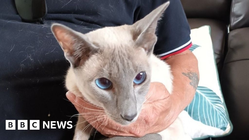 Siamese cat found in Essex garage 'hitchhiked' 280 miles - BBC News