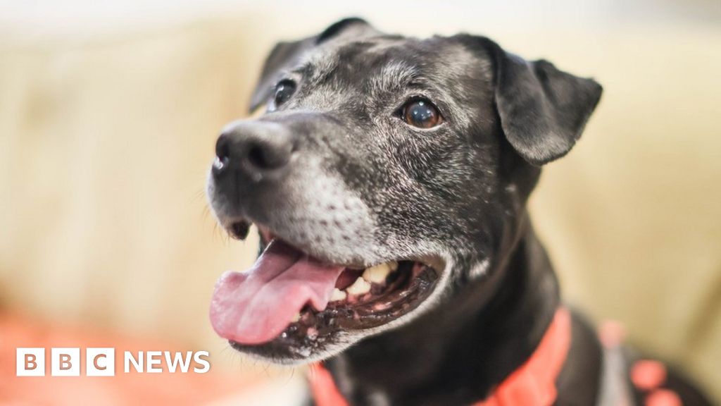 More than 33,000 animals rehomed in West Midlands since 2013 - RSPCA