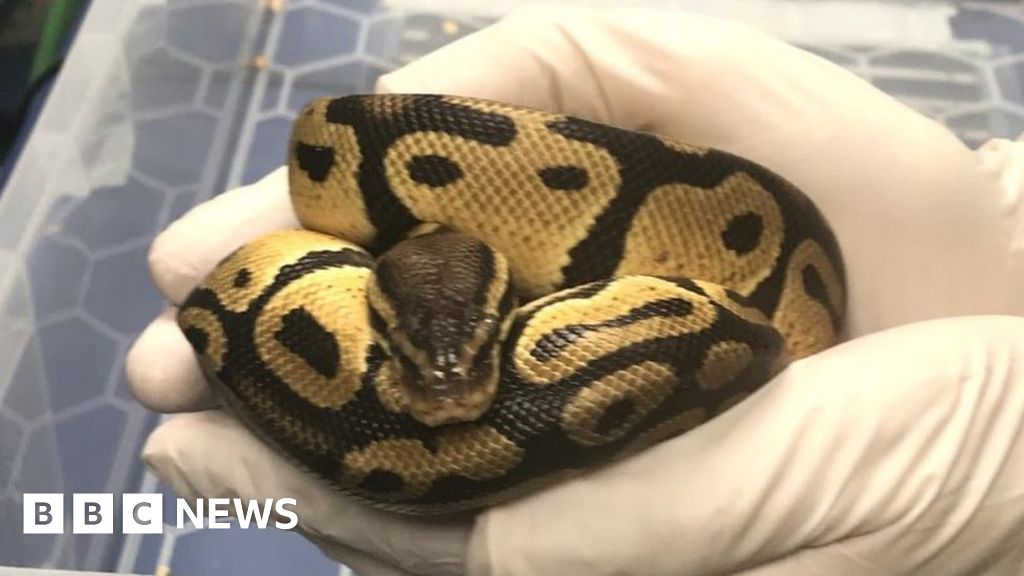 Python dumped at St Helens roadside 'like rubbish'