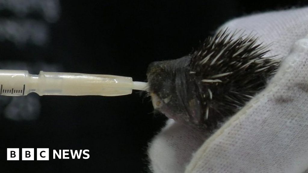 The couple helping hedgehogs back into the wild
