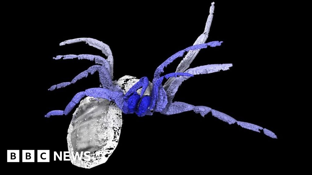 Reconstructing a fossil spider cousin - BBC News