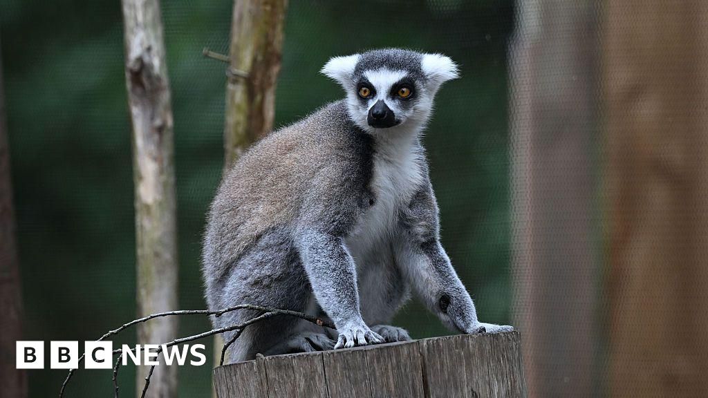 Reading University finds link between primate thumb and brain size