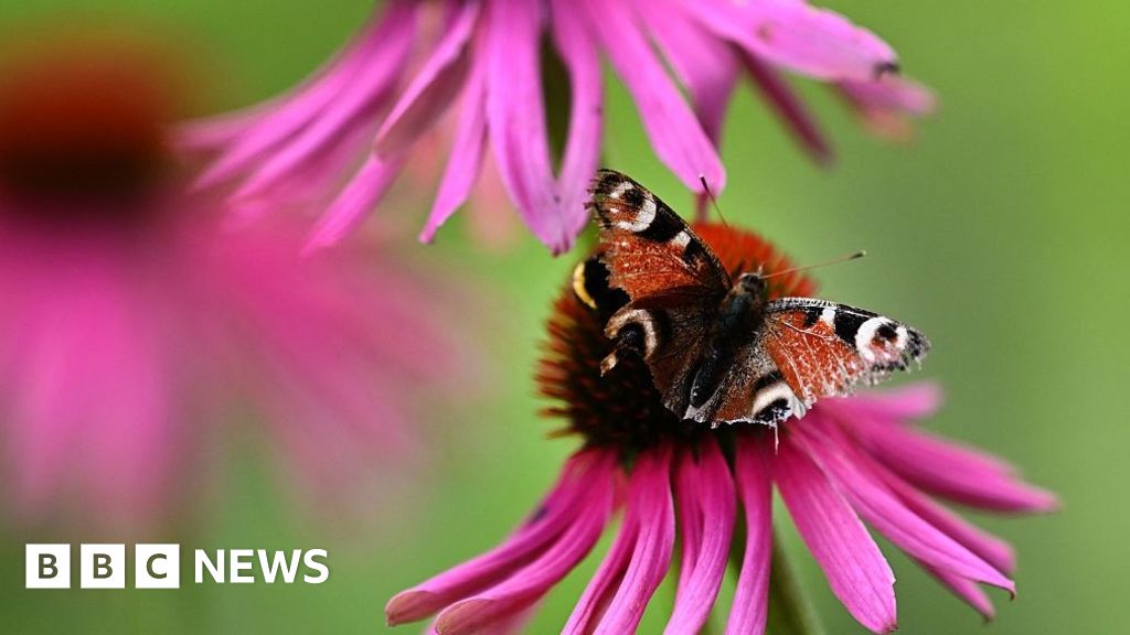 Five butterflies to look out for this summer - BBC News