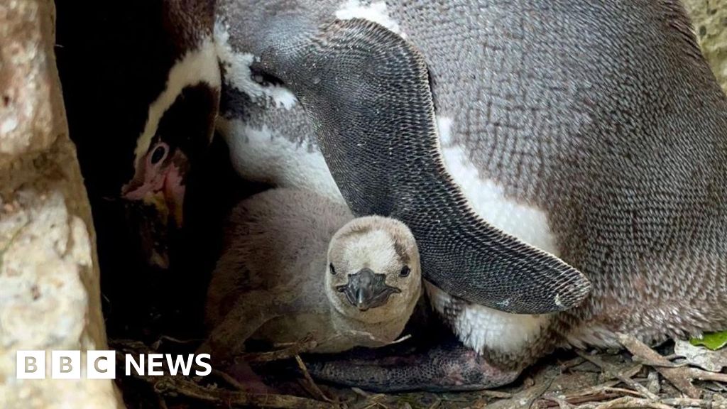 Bridlington: Baby penguin chick joy at Sewerby Hall - BBC News