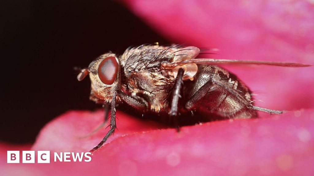 Stormont fly swarm like scene from a film, says MLA