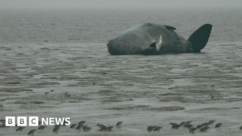 Public warned accessing dead whales is 'extremely dangerous' - BBC News