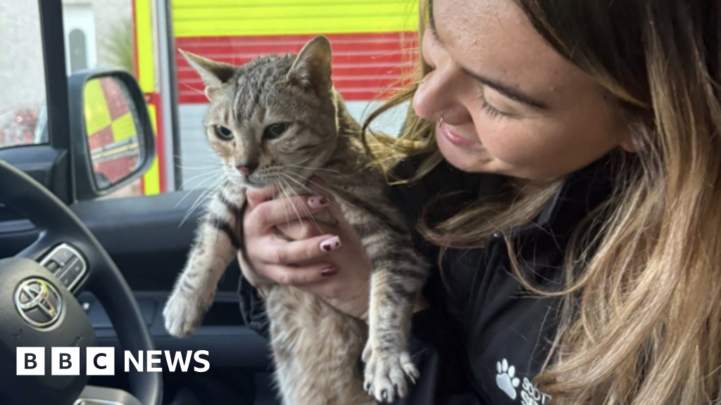 Cat survives for five days underground after Storm Eowyn