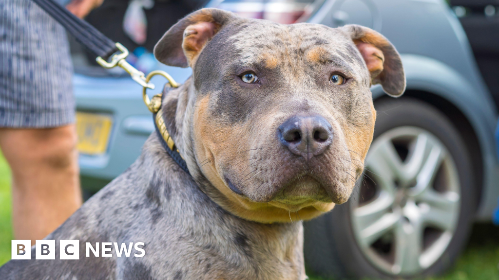 XL Bully among two dogs seized after attacking man in Leven