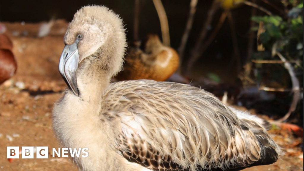 Flamingo chick from Paignton Zoo 'may no longer be alive'
