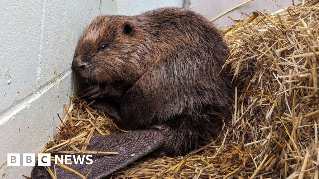 Sandwich: Beaver recovering after washing ashore in Kent - BBC News