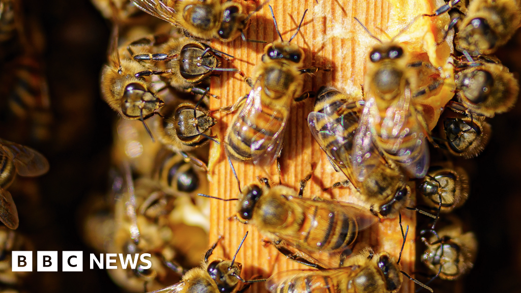 Pollinator Project meets thousands of Guernsey children - BBC News