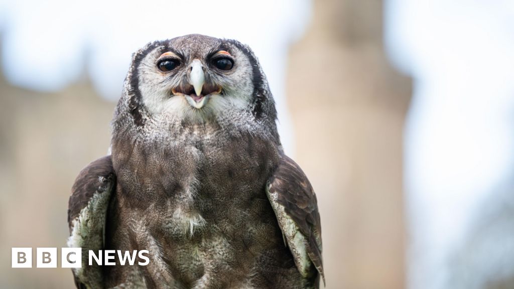 Ernie the owl retiring after 30 years at Warwick Castle - BBC News