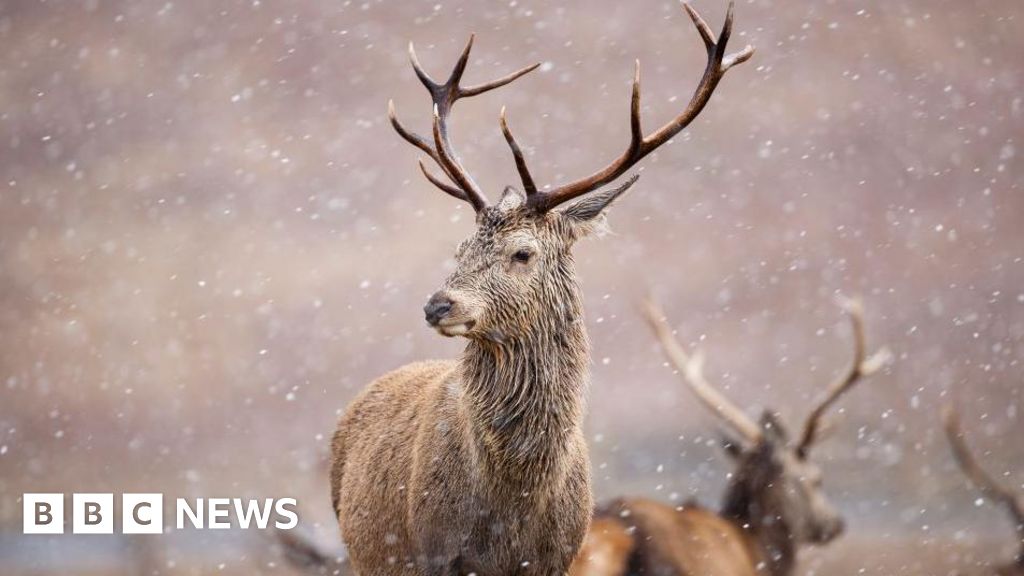 Signs warn drivers of red deer collision risk on A9 at Navidale