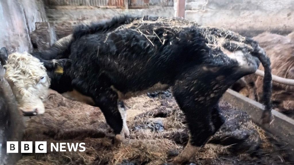 Randalstown: Farmer jailed after 'shocking' animal cruelty