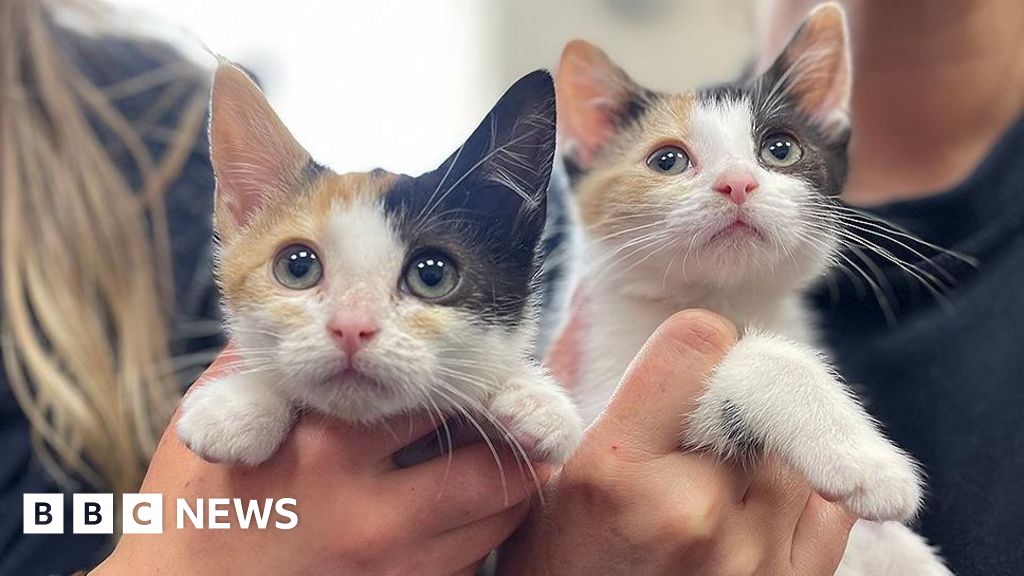 Animal charity 'only has funding for eight weeks' - BBC News