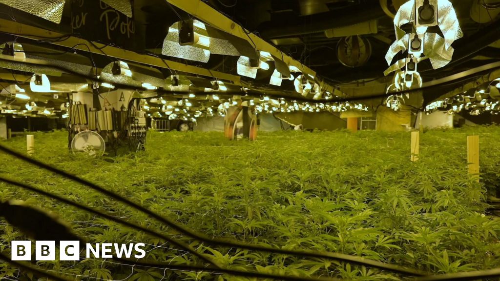 WATCH: Huge cannabis farm found in old Northampton casino - BBC News
