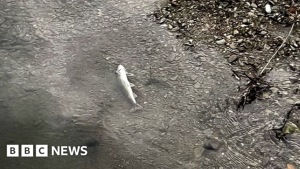 Mold: River Alyn pollution levels fall after Synthite factory fire ...