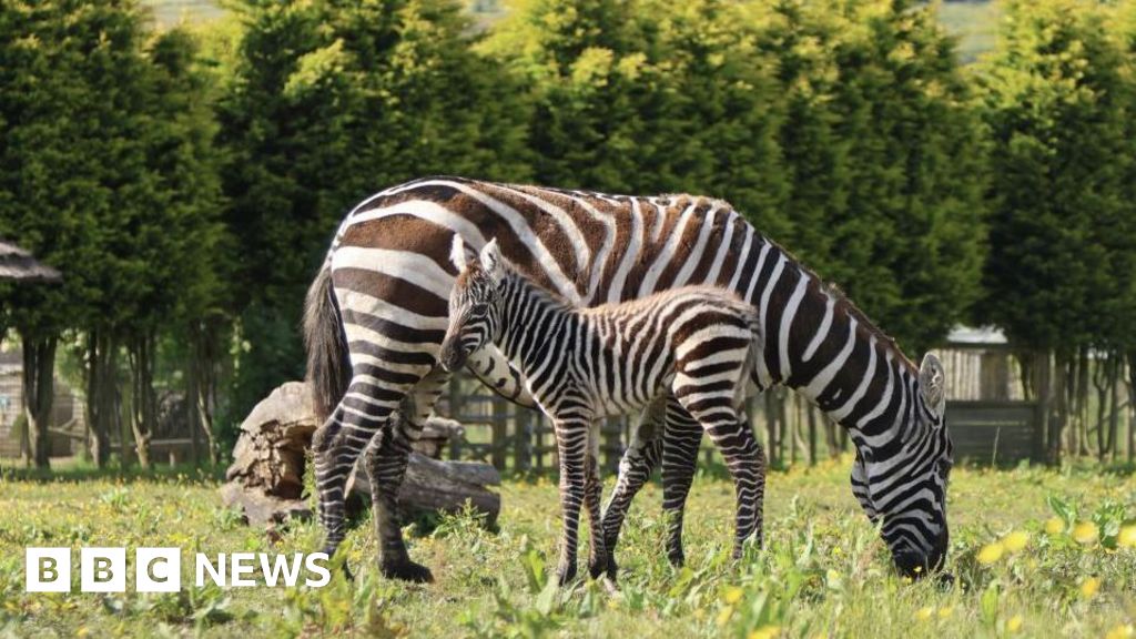 Rare zebra born at Leek wildlife park in 'UK first' - BBC News