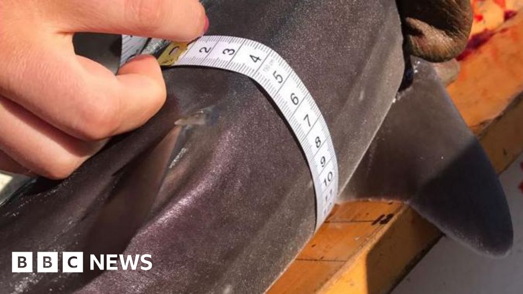 Call for experienced anglers to help develop shark data - BBC News