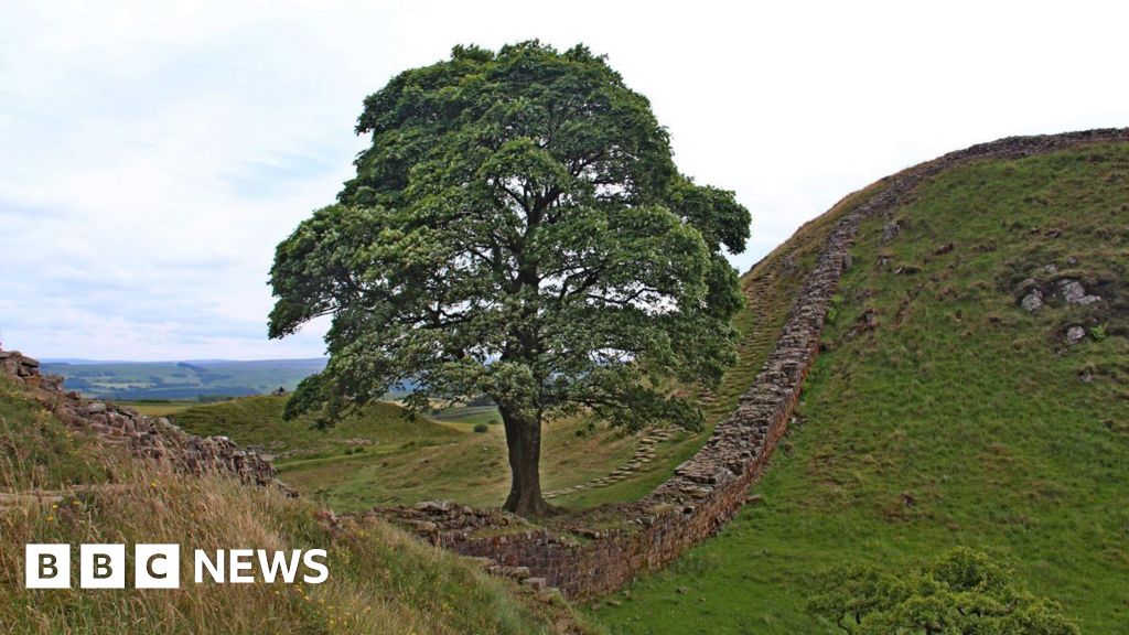 Saplings from famous sycamore tree to take root in Derbyshire
