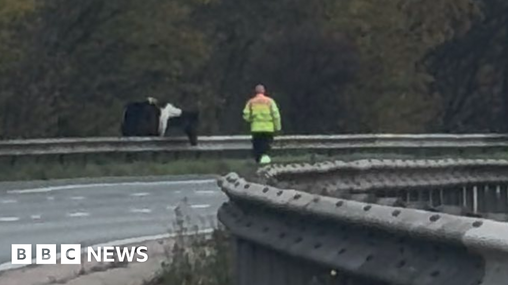 Horse on the loose closes Berkshire stretch of M4
