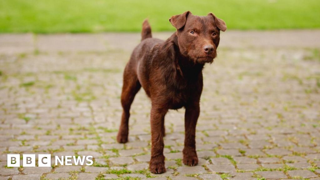 Terriers: Dog attack victim criticises slow police action - BBC News