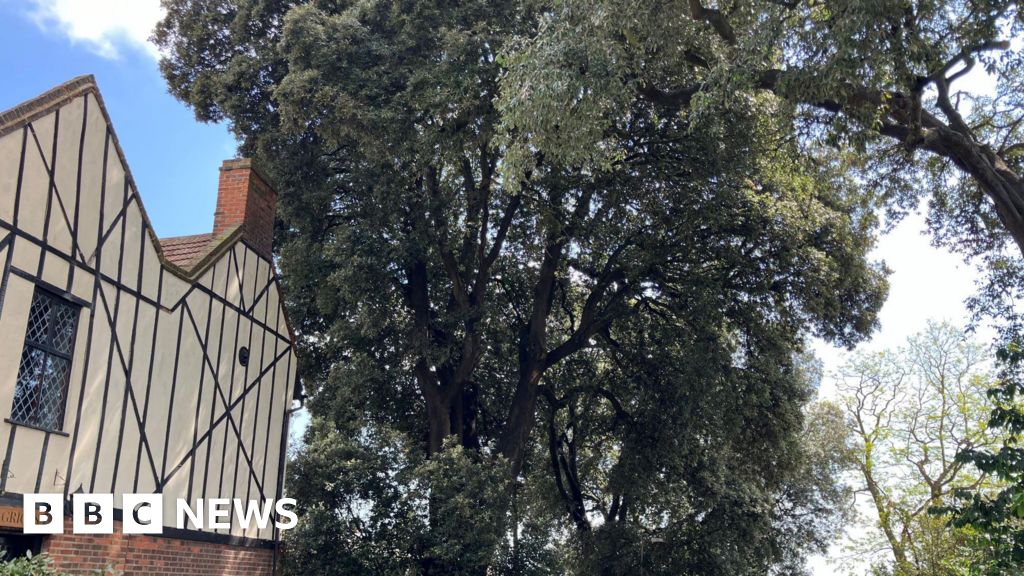 Horndon-on-the-Hill oak tree decision delayed by Thurrock Council