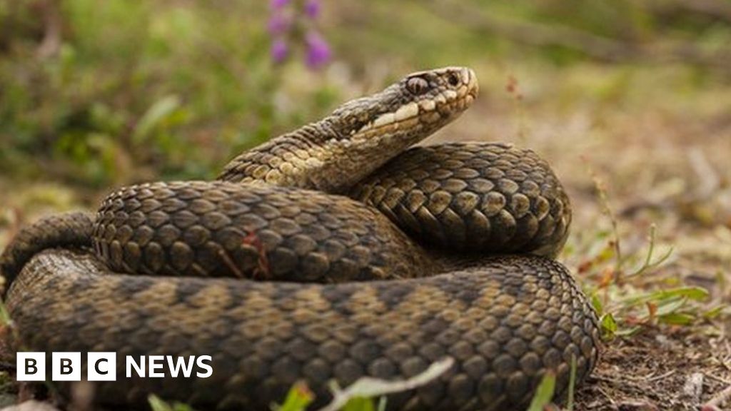 Flip-flops warning after woman bitten by adder in Gosport