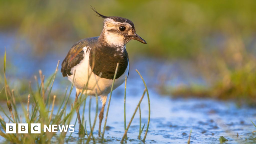 Third of bird species in Wales in 'significant decline' - BBC News
